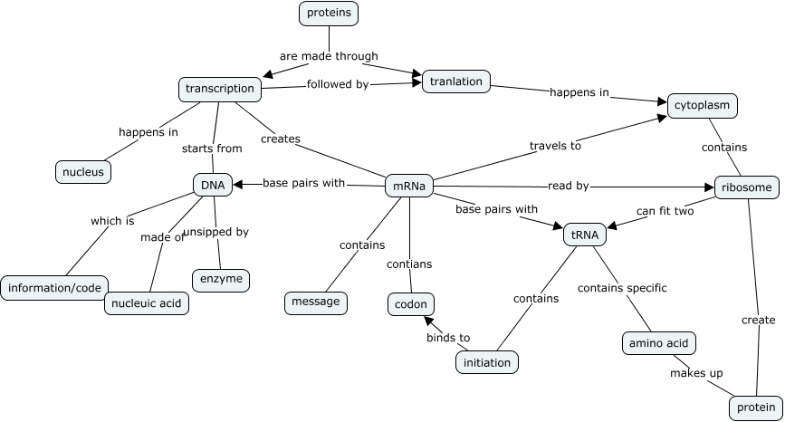 Protein Synthesis - How is protein made?